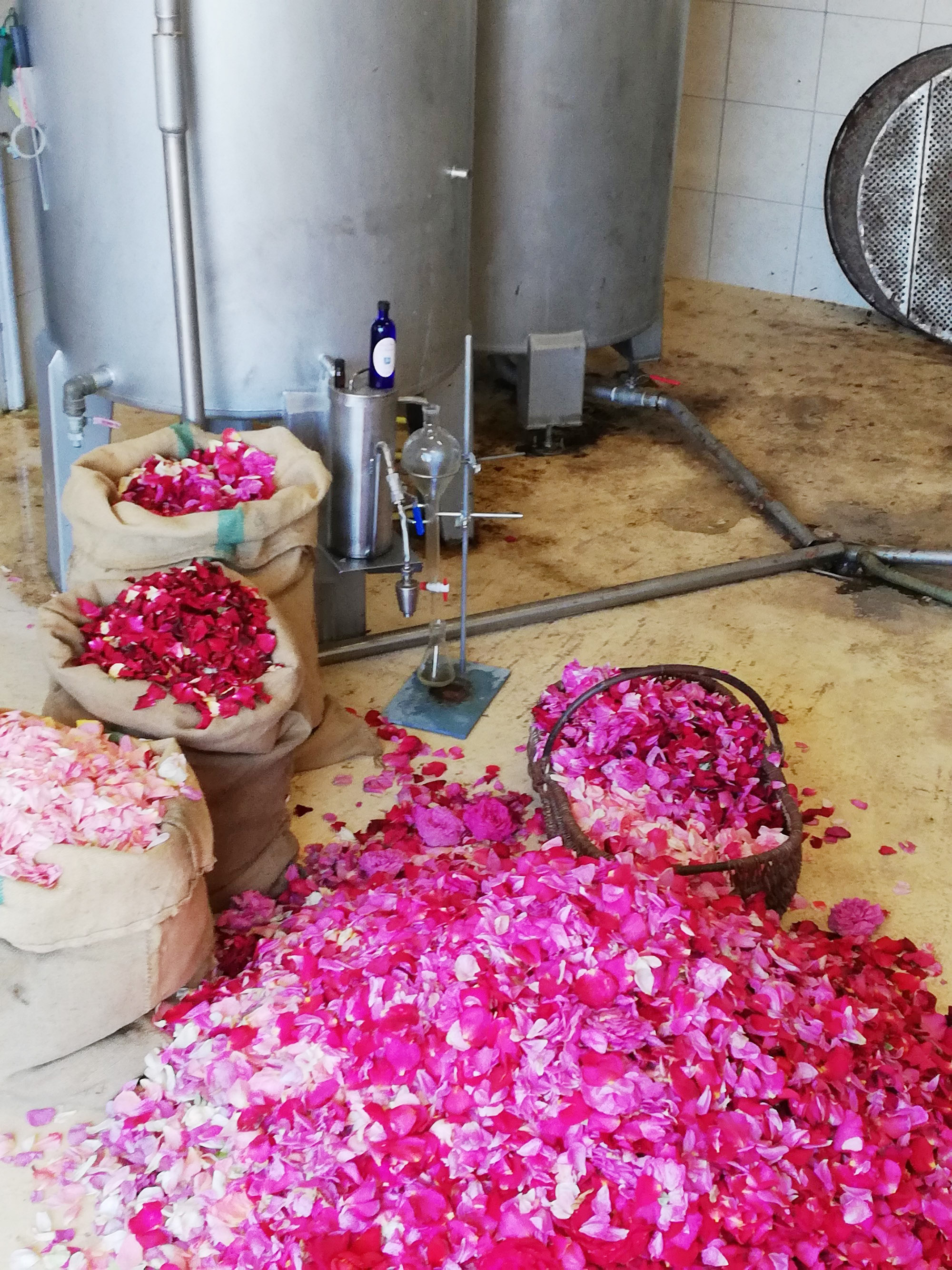 Distillation de l’eau de rose à Blida : Un patrimoine menacé de ...